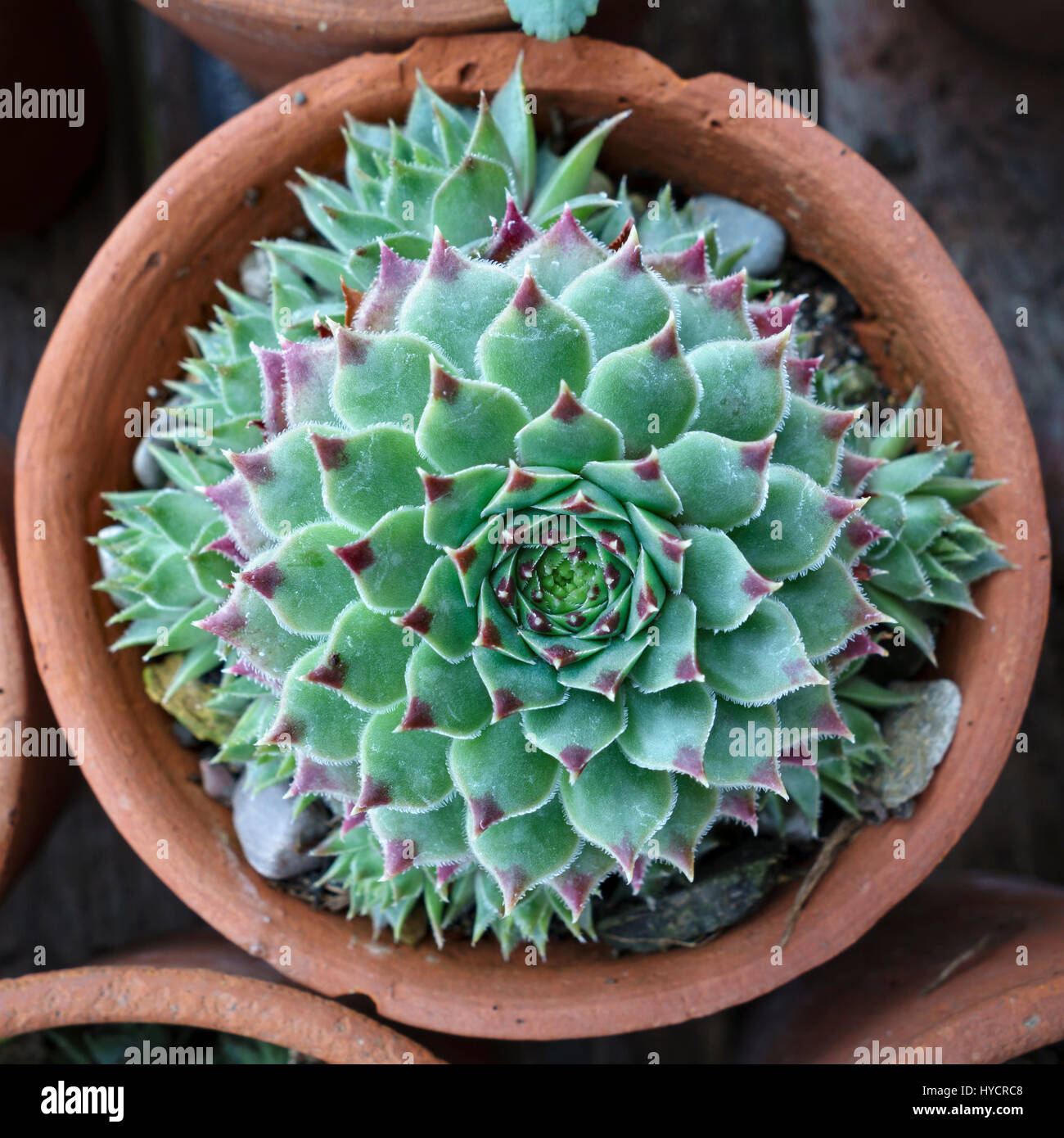 Echeveria succulent hi-res stock photography and images - Alamy