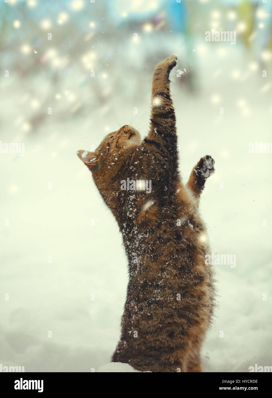 Standing Cat Snow