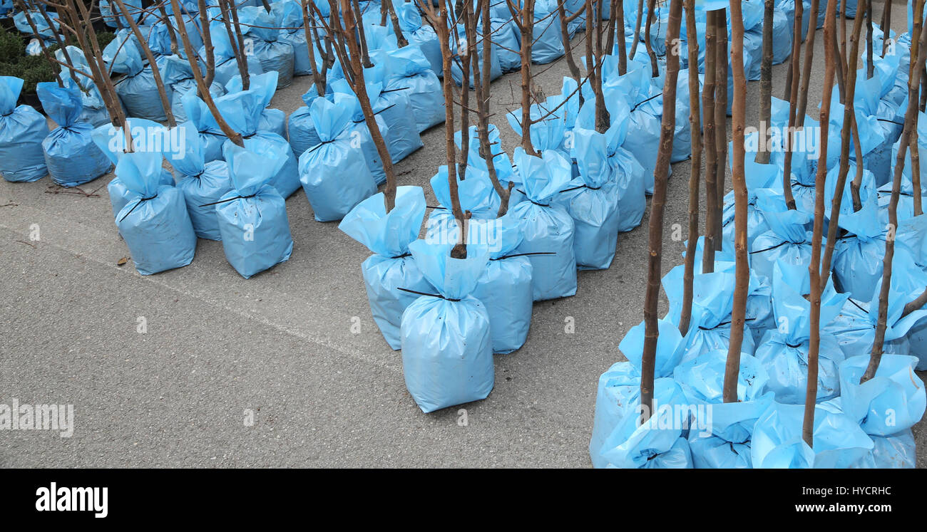 many fruit trees with roots wrapped to protect them for sale in the ...