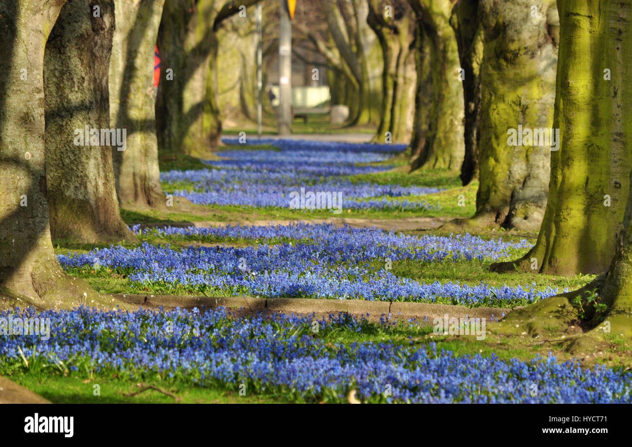 Spring in poland flower hi-res stock photography and images - Alamy
