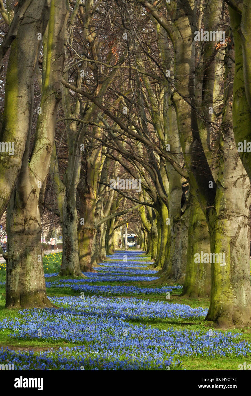 Spring in poland flower hi-res stock photography and images - Alamy