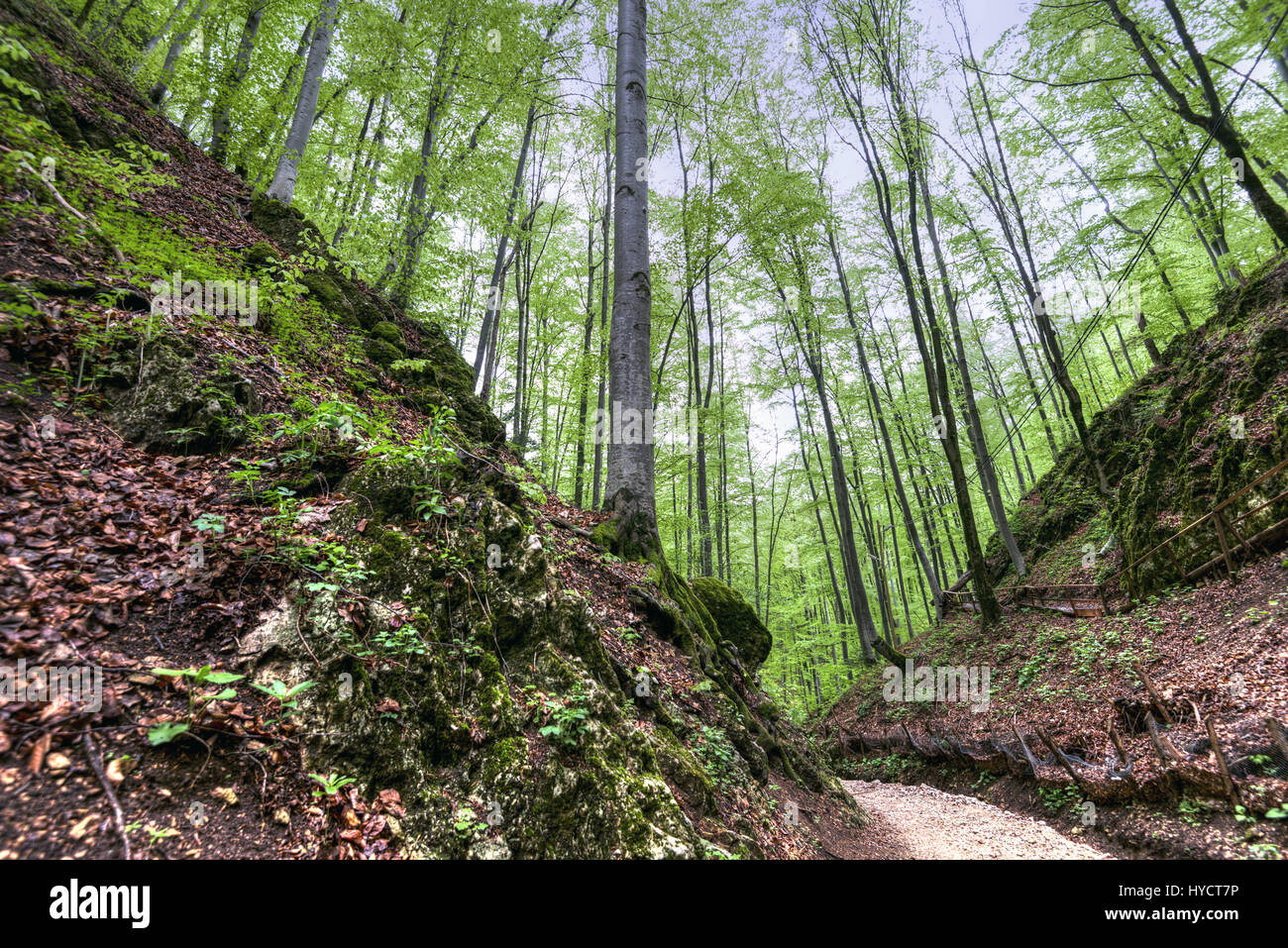 Small passages and big trees from ancient forest Stock Photo - Alamy