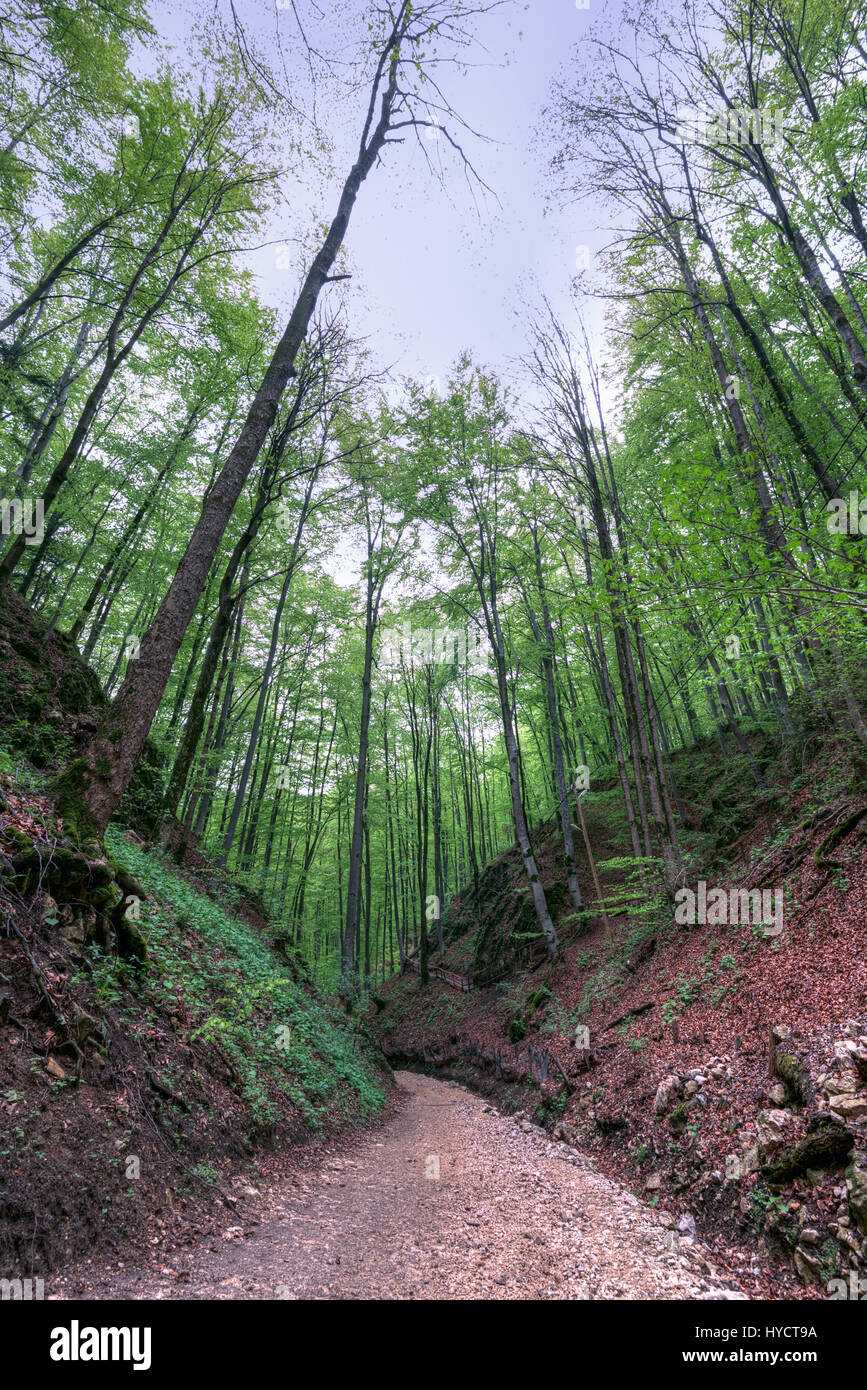 Small passages and big trees from ancient forest Stock Photo - Alamy