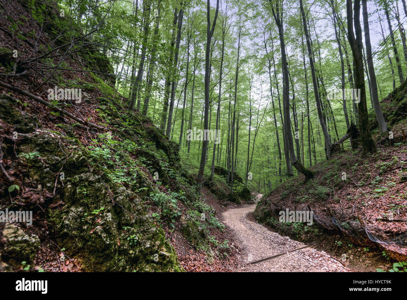 Small passages and big trees from ancient forest Stock Photo - Alamy