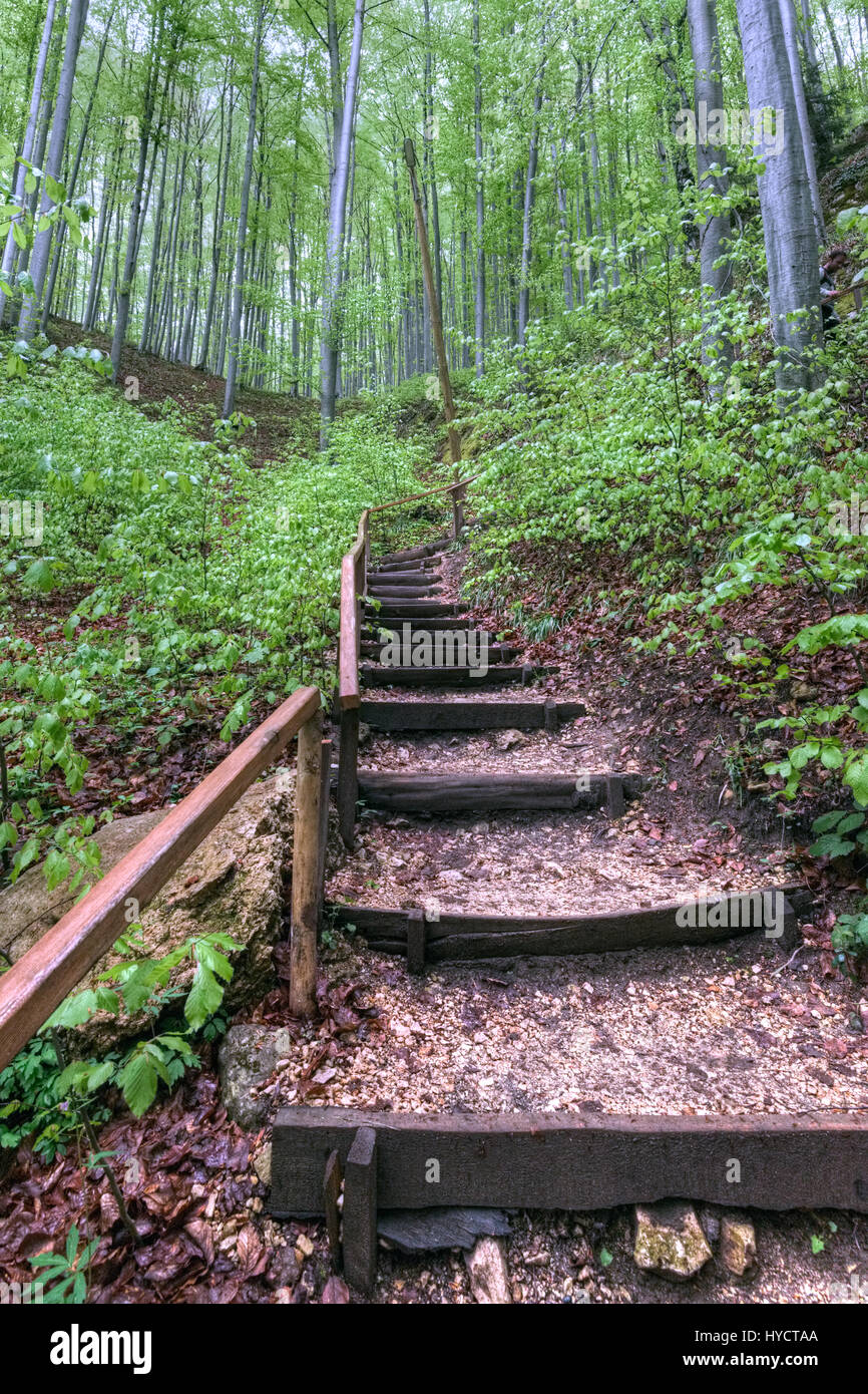 Small passages and big trees from ancient forest Stock Photo - Alamy