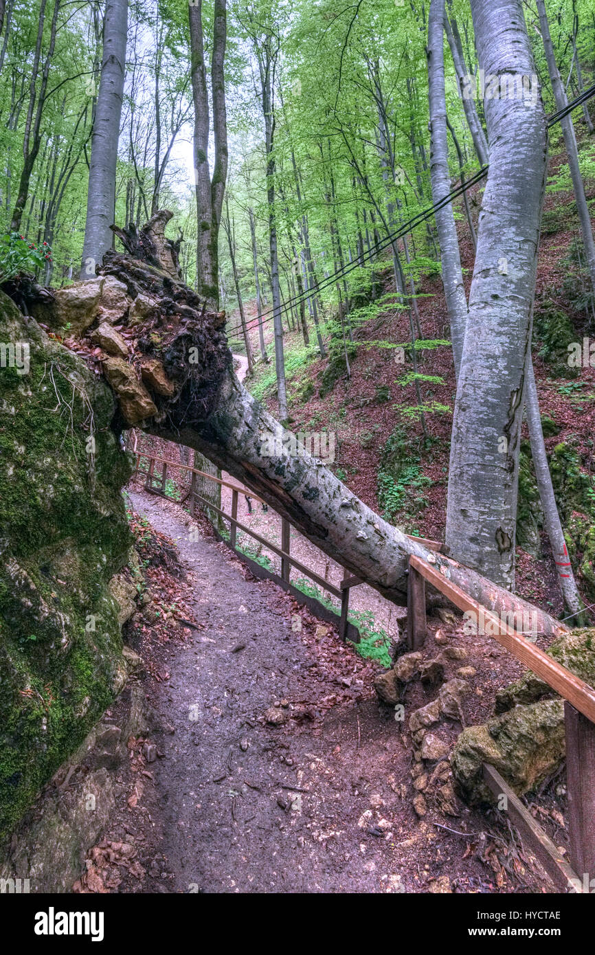 Small passages and big trees from ancient forest Stock Photo - Alamy