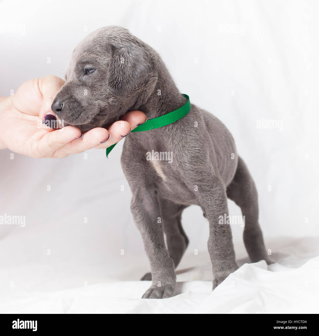 Great Dane purebred puppy leaning in for more love on a white ...