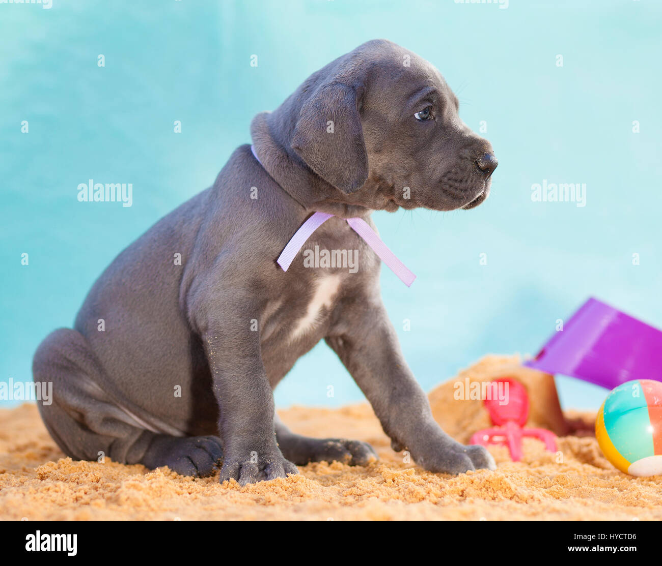 Patient Great Dane puppy purebred waiting with toys on the sand Stock ...