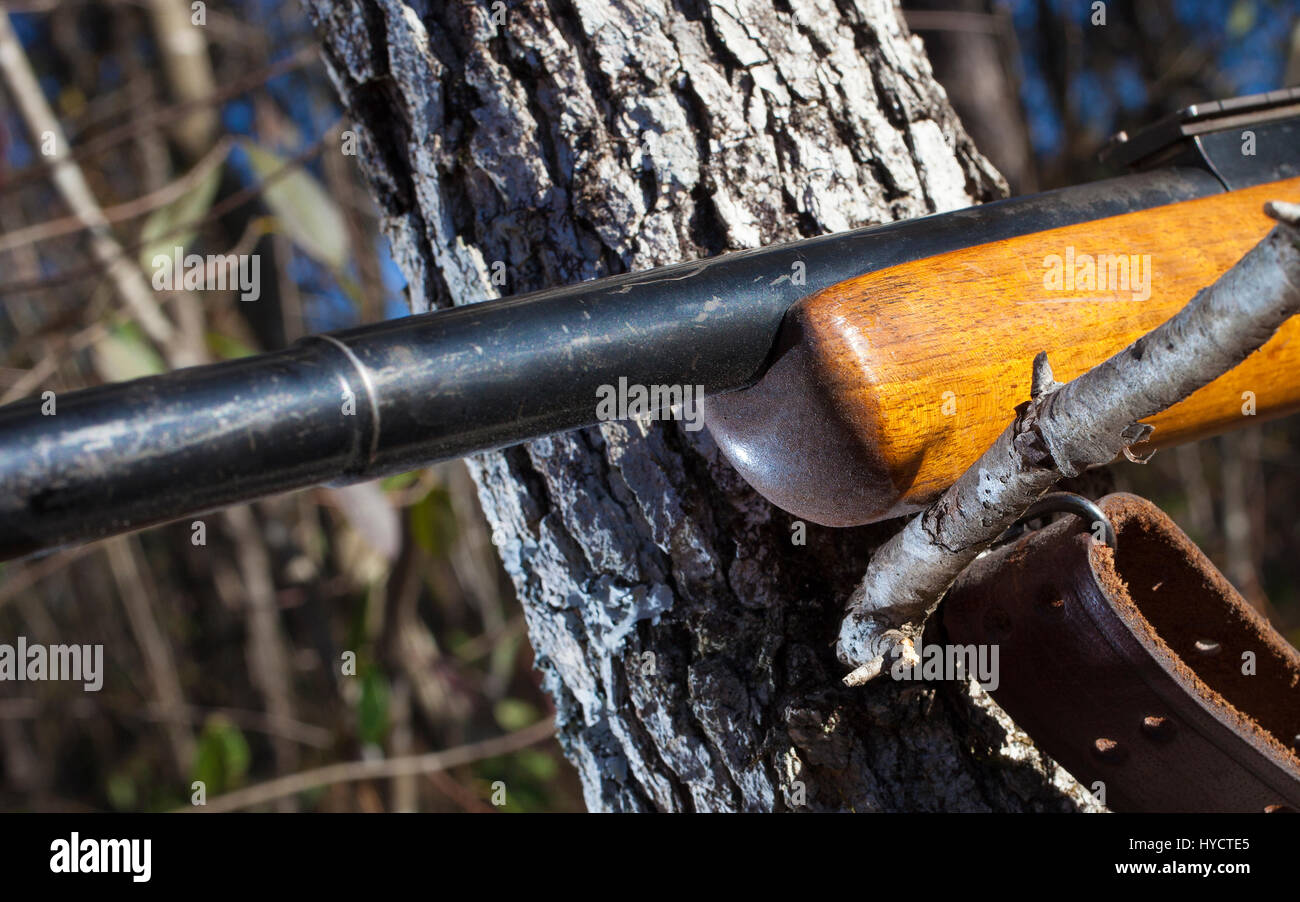 Old wood stocked rifle using a tree branch for a rest during a shot ...