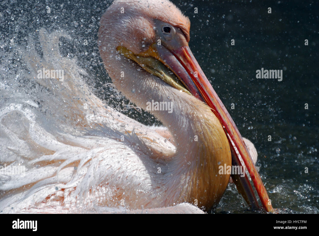 Closeup white pelican swimming hi-res stock photography and images - Alamy