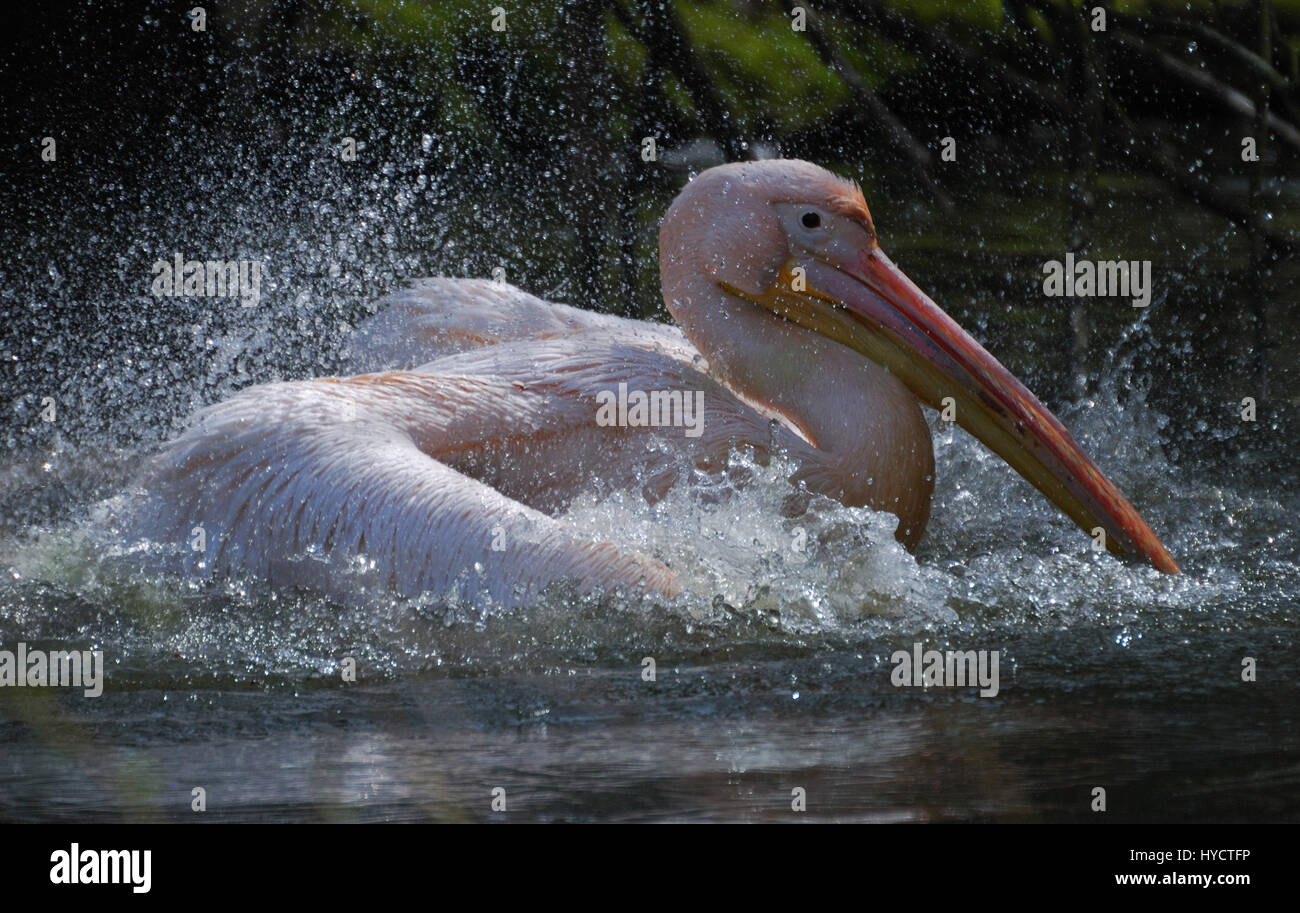 Pelican bathing hi-res stock photography and images - Alamy