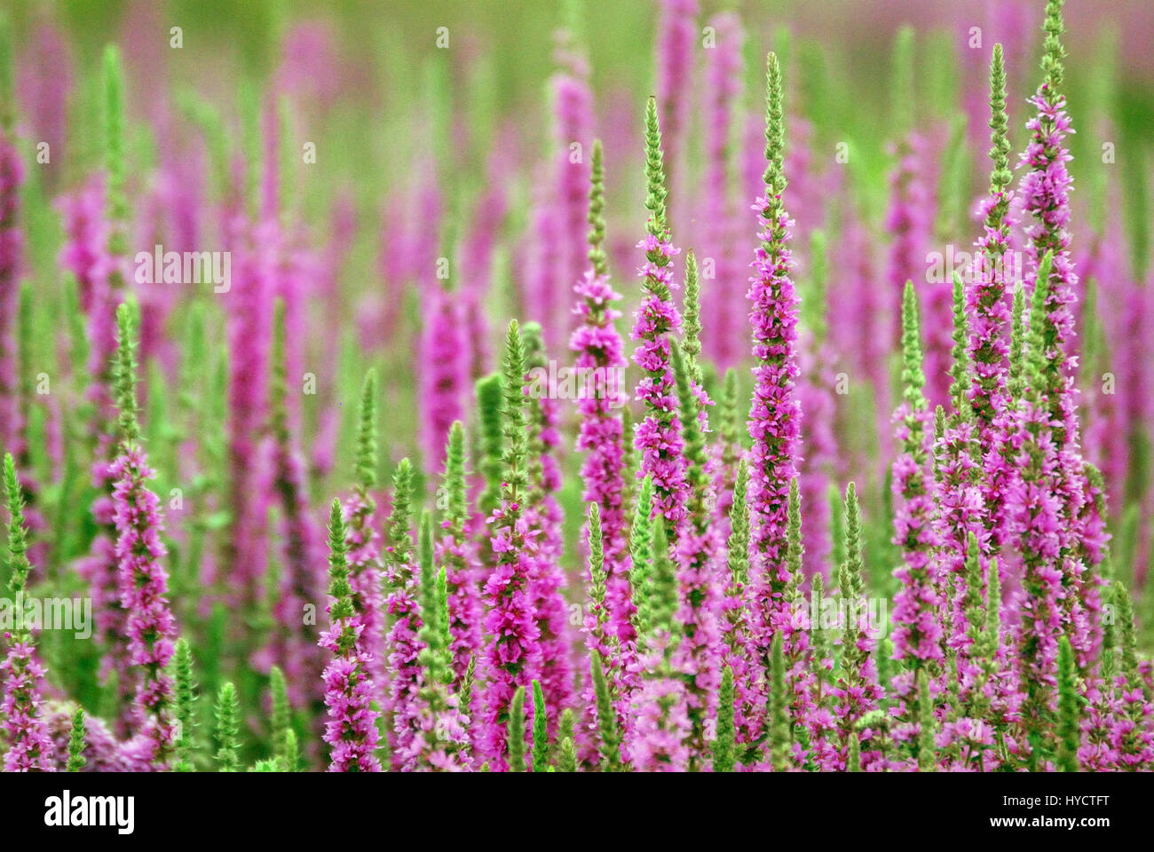 Tall purple loosestrife flowers hi-res stock photography and images - Alamy
