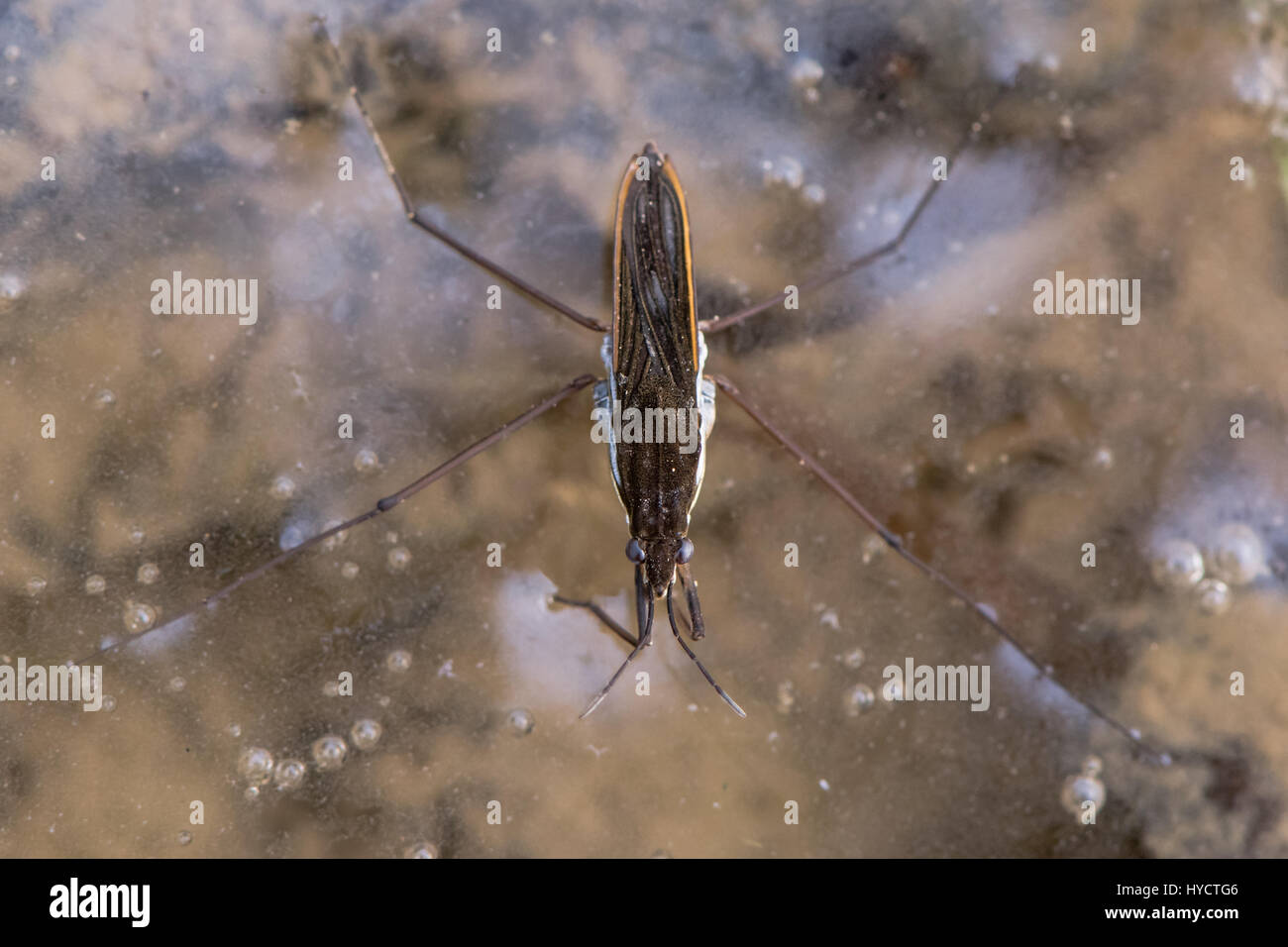 Common pond skater (Gerris lacustris) from above. Aquatic bug aka ...