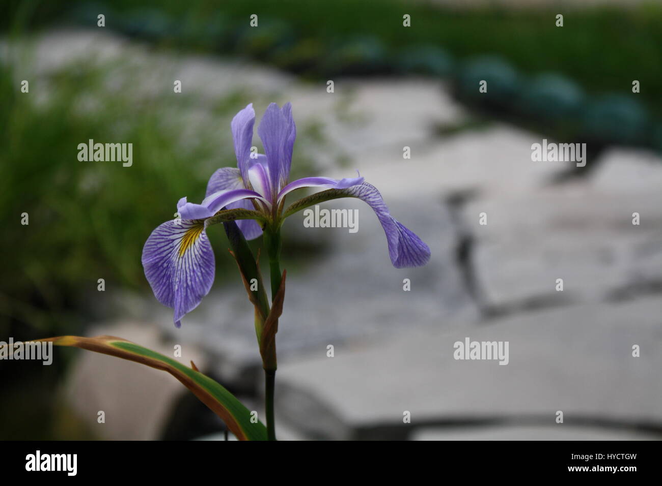 Iris by the pond side Stock Photo - Alamy
