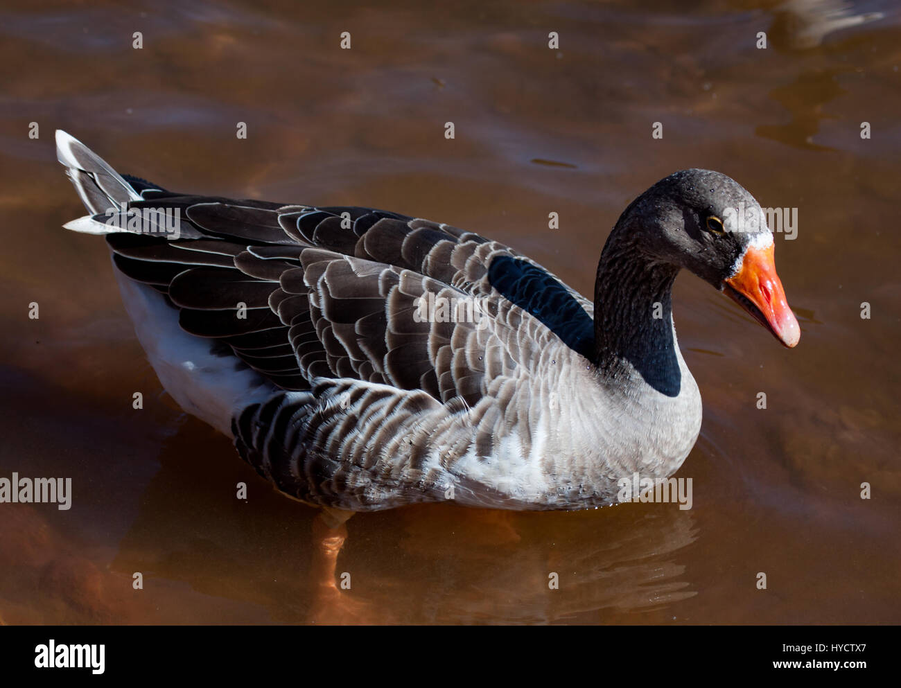 Domestic goose at Sarah Kubitschek City Park.Latin America's largest ...