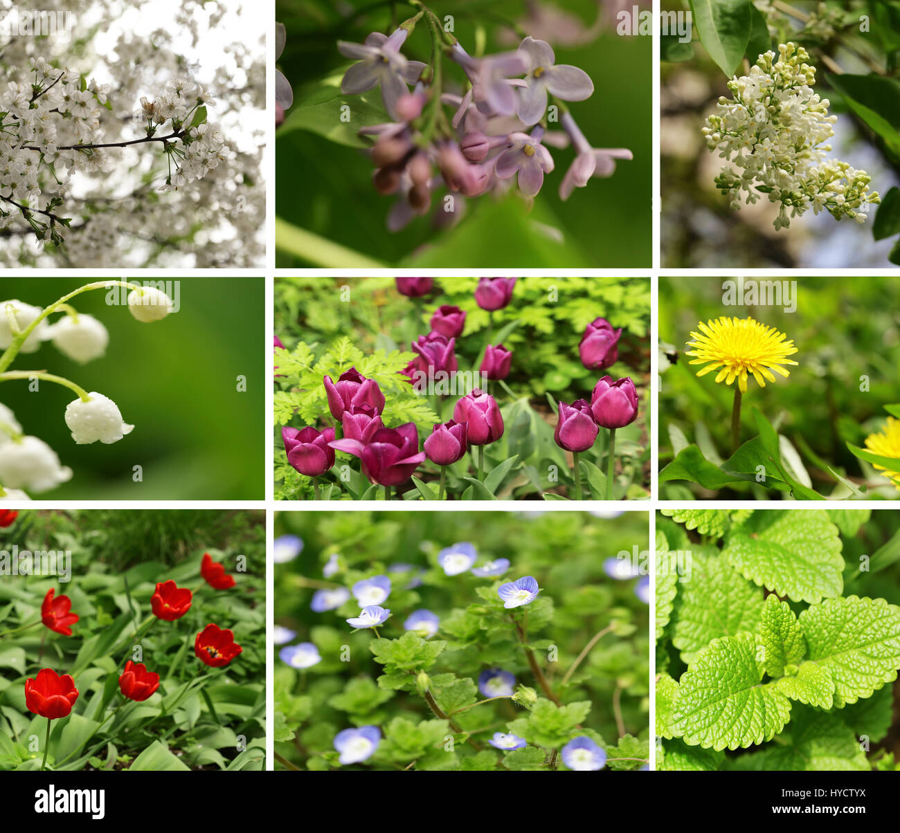 Collage, set spring time flowers and trees Stock Photo - Alamy