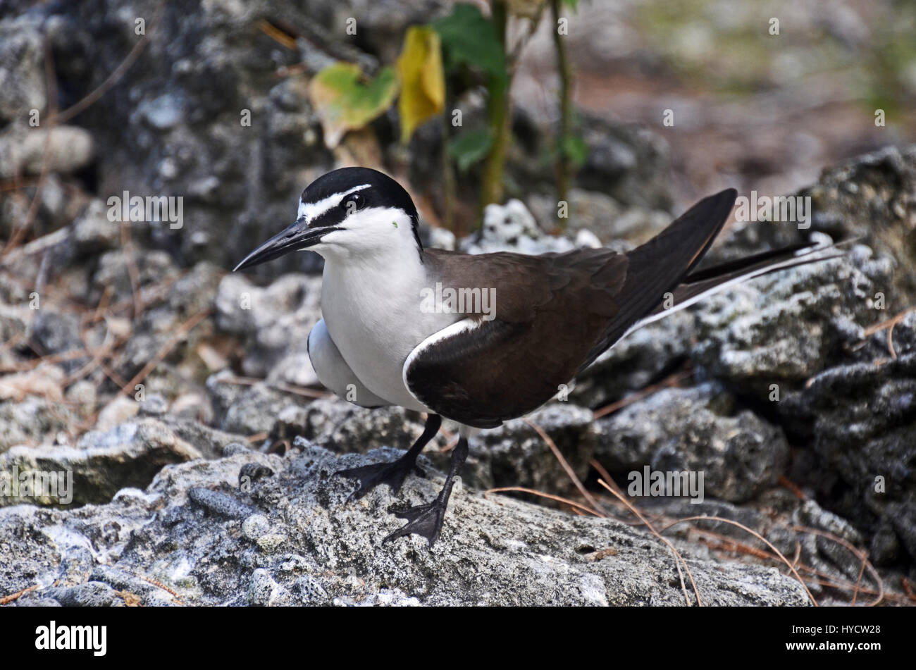 Bridled tern hi-res stock photography and images - Alamy