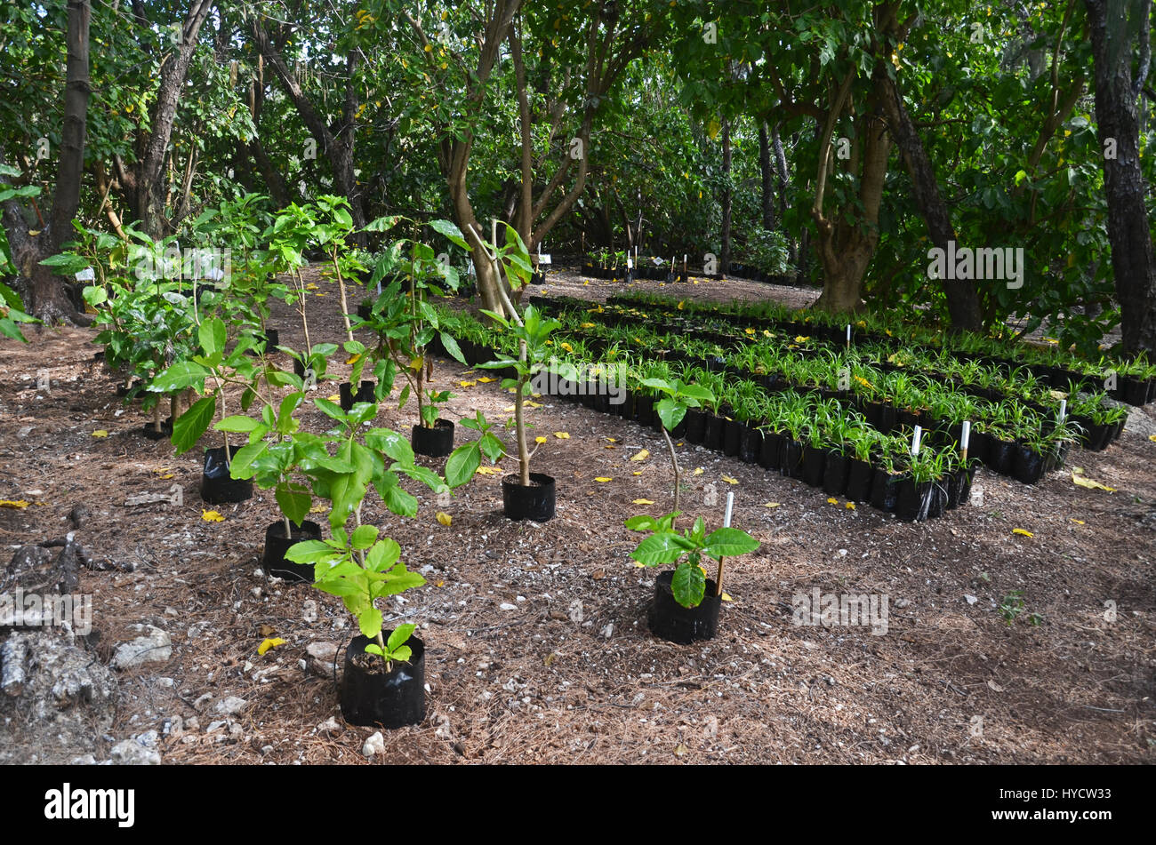Pisonia High Resolution Stock Photography and Images - Alamy