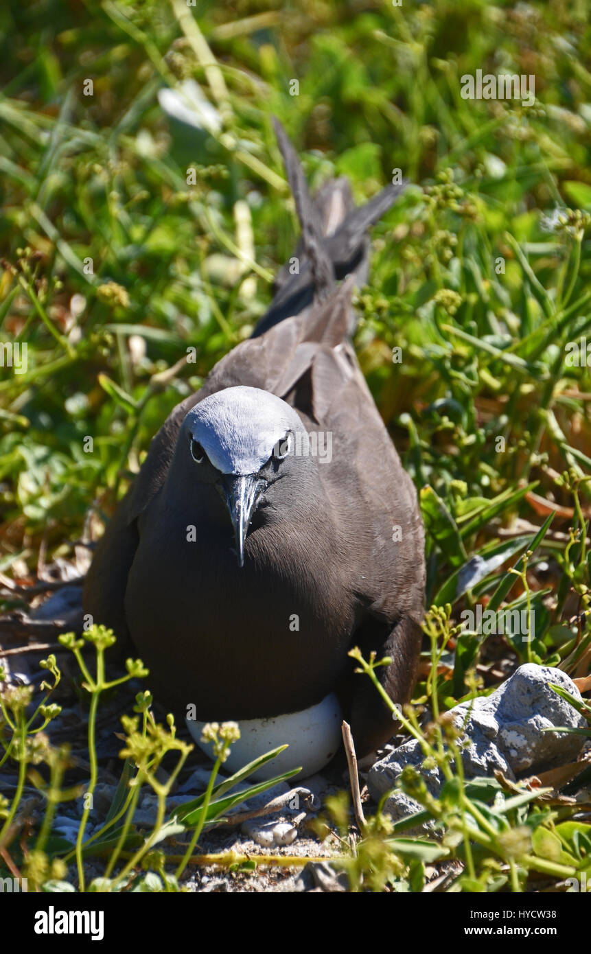 A nesting common noddy tern (Anous stolidus) sitting on its egg, Lady ...