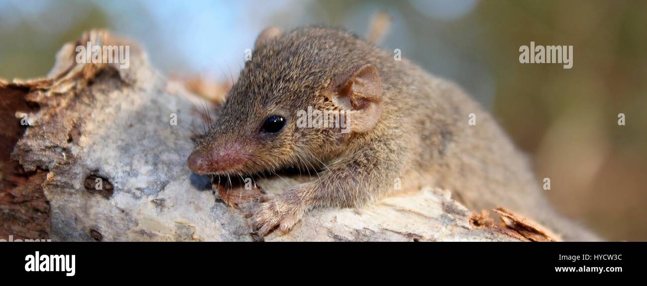 Common planigale (Planigale maculata Stock Photo - Alamy