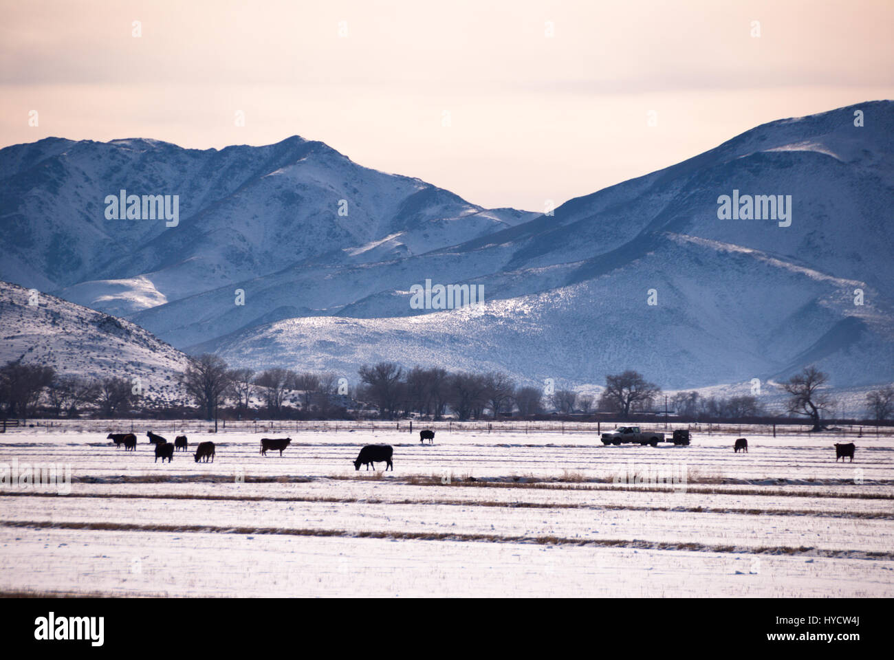 Winter farming, cattle grazing Stock Photo - Alamy