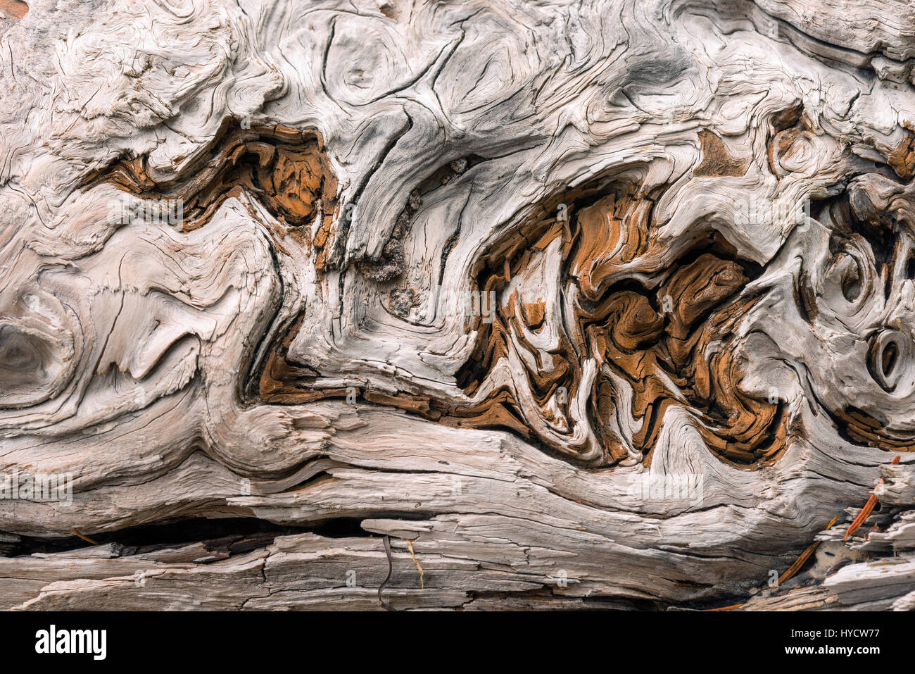 Gnarled cedar tree hi-res stock photography and images - Alamy