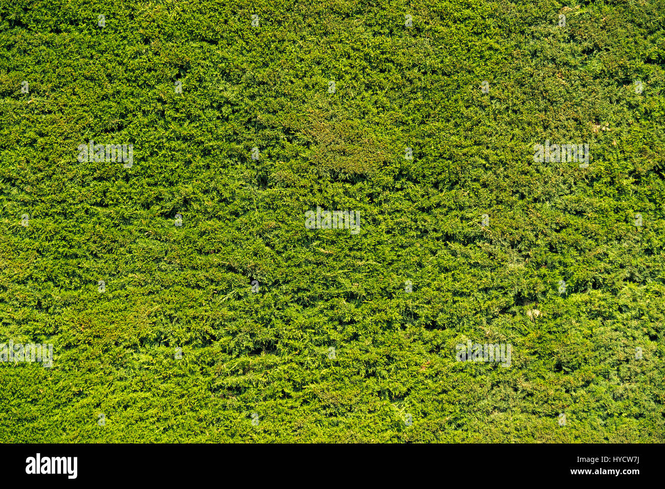 Bush seamless texture background hi-res stock photography and images ...