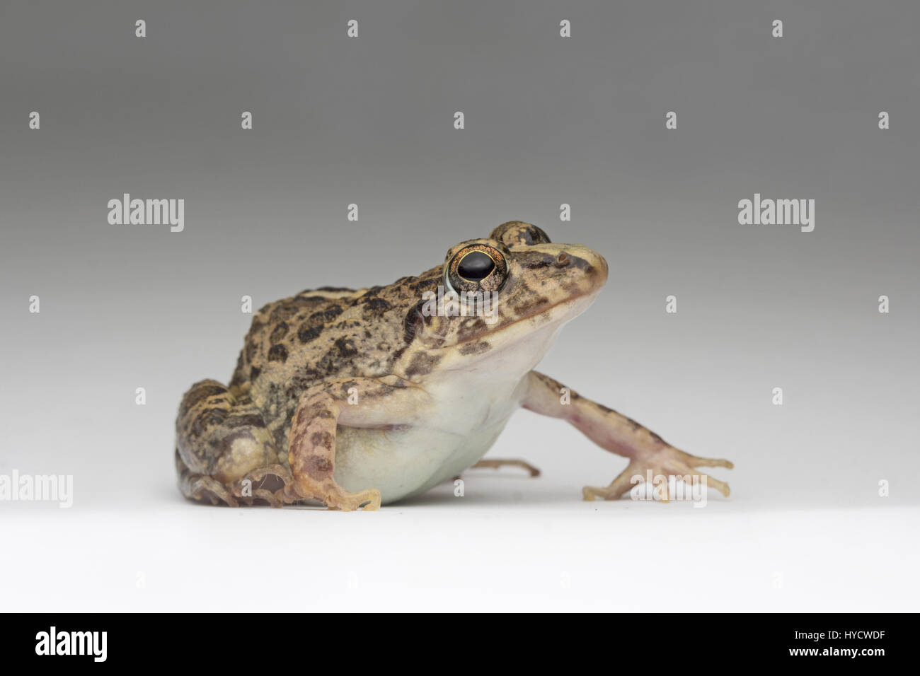 Rice field frog hi-res stock photography and images - Alamy