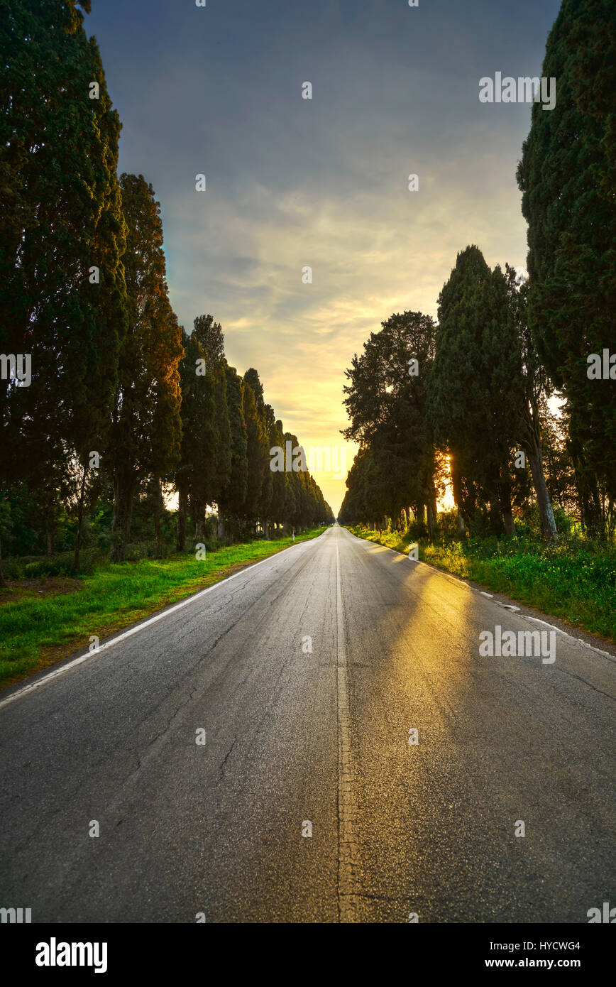 Bolgheri famous cypresses trees straight boulevard on backlight sunset ...