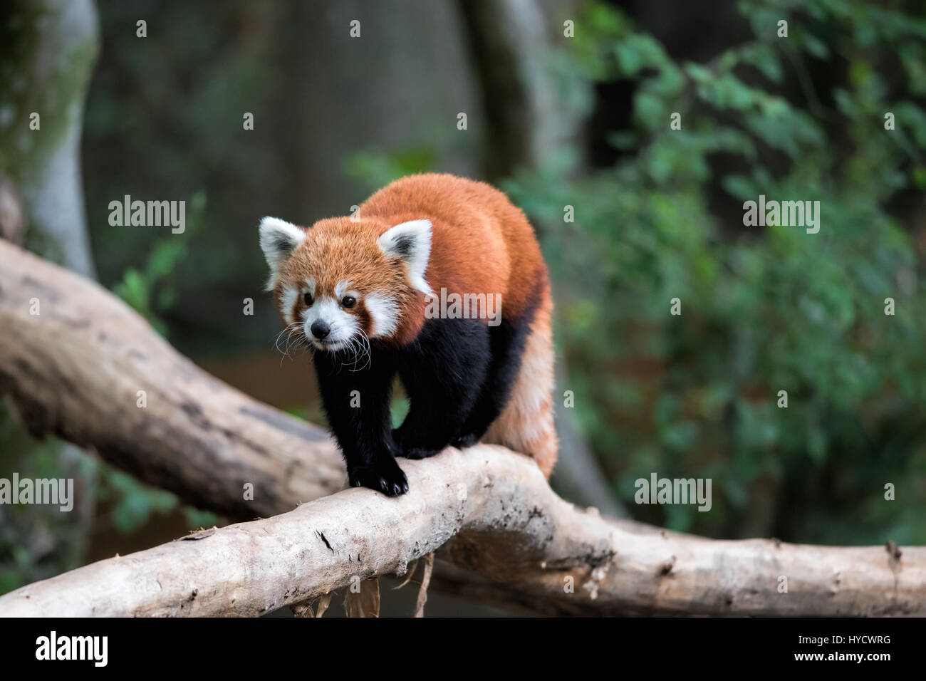 the red panda Stock Photo - Alamy