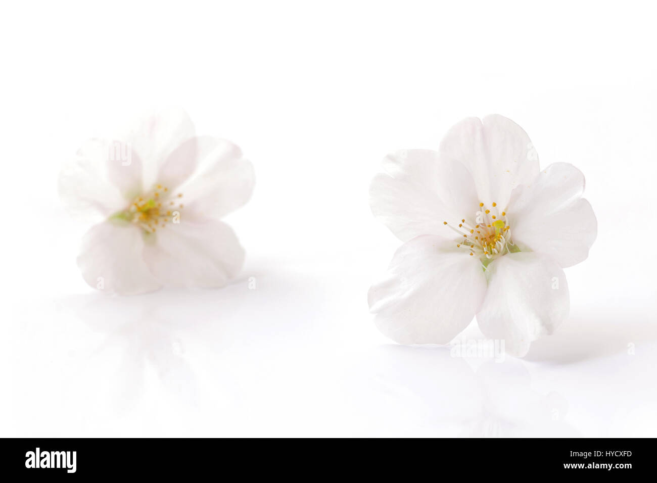 Japanese white cherry blossom hi-res stock photography and images - Alamy