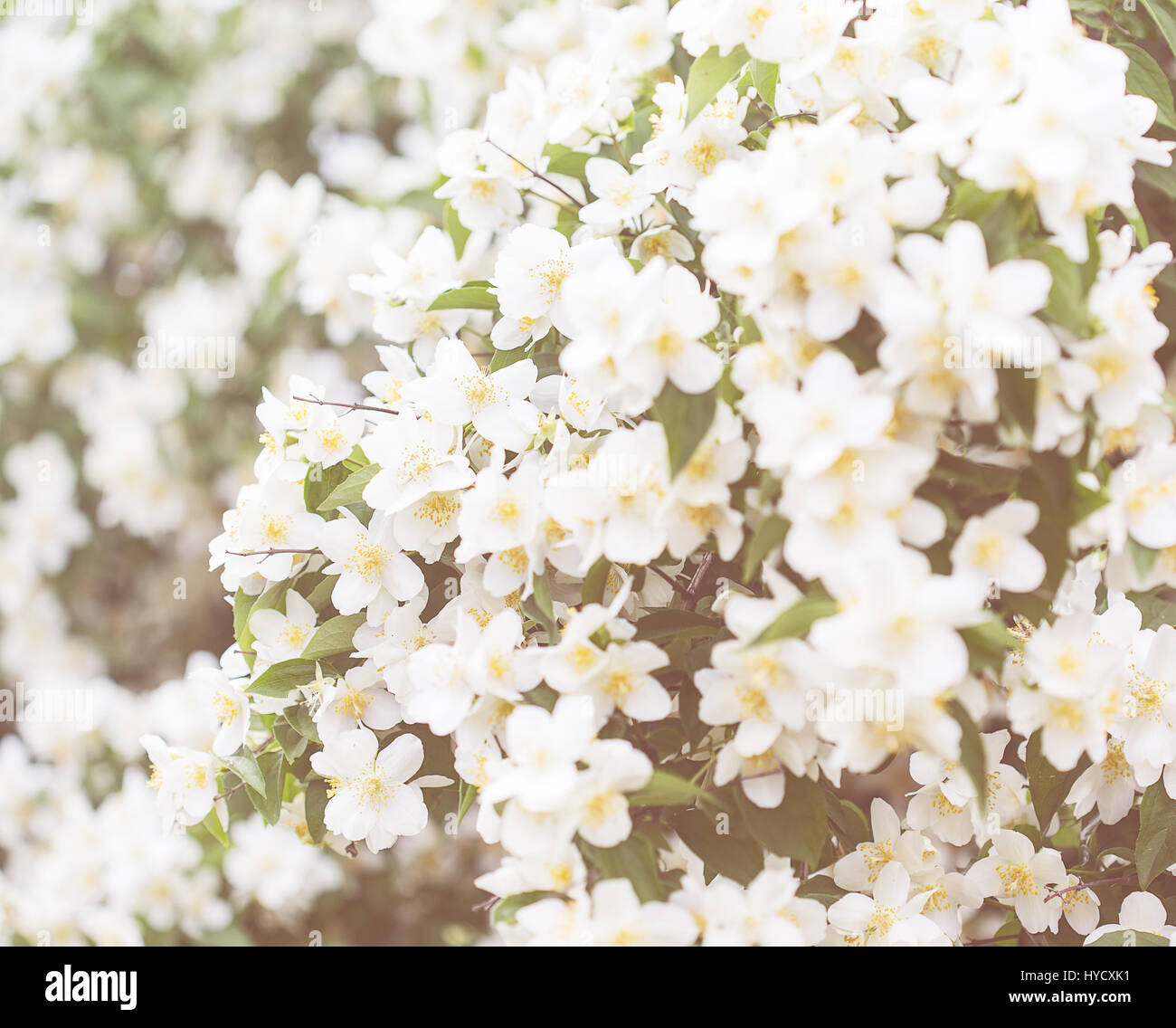 Jasmin Aroma Stock Photos & Jasmin Aroma Stock Images - Alamy