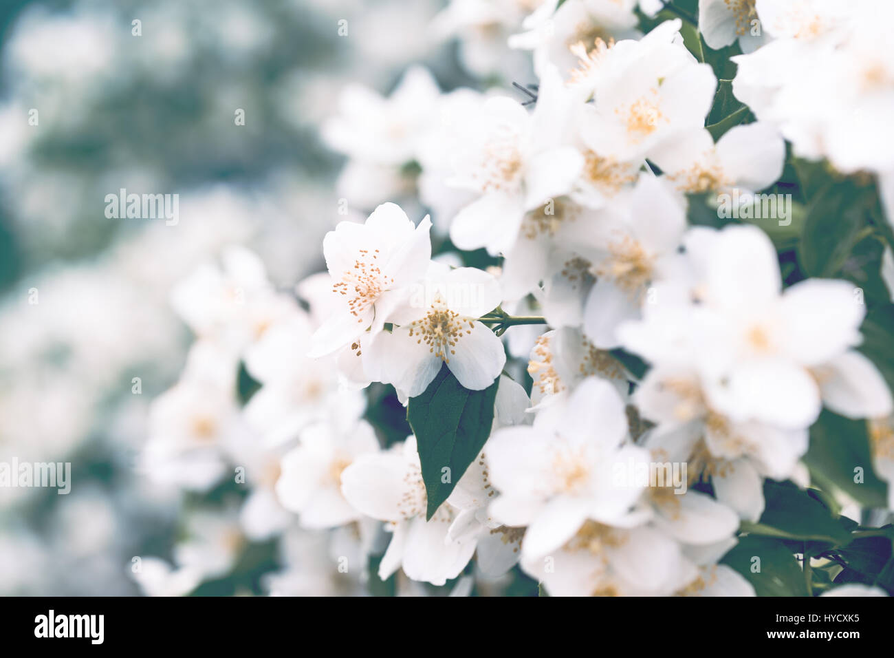 Blooming jasmin branch hi-res stock photography and images - Alamy