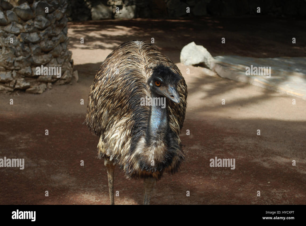 Emu (Dromaius novaehollandiae) in the park Stock Photo - Alamy