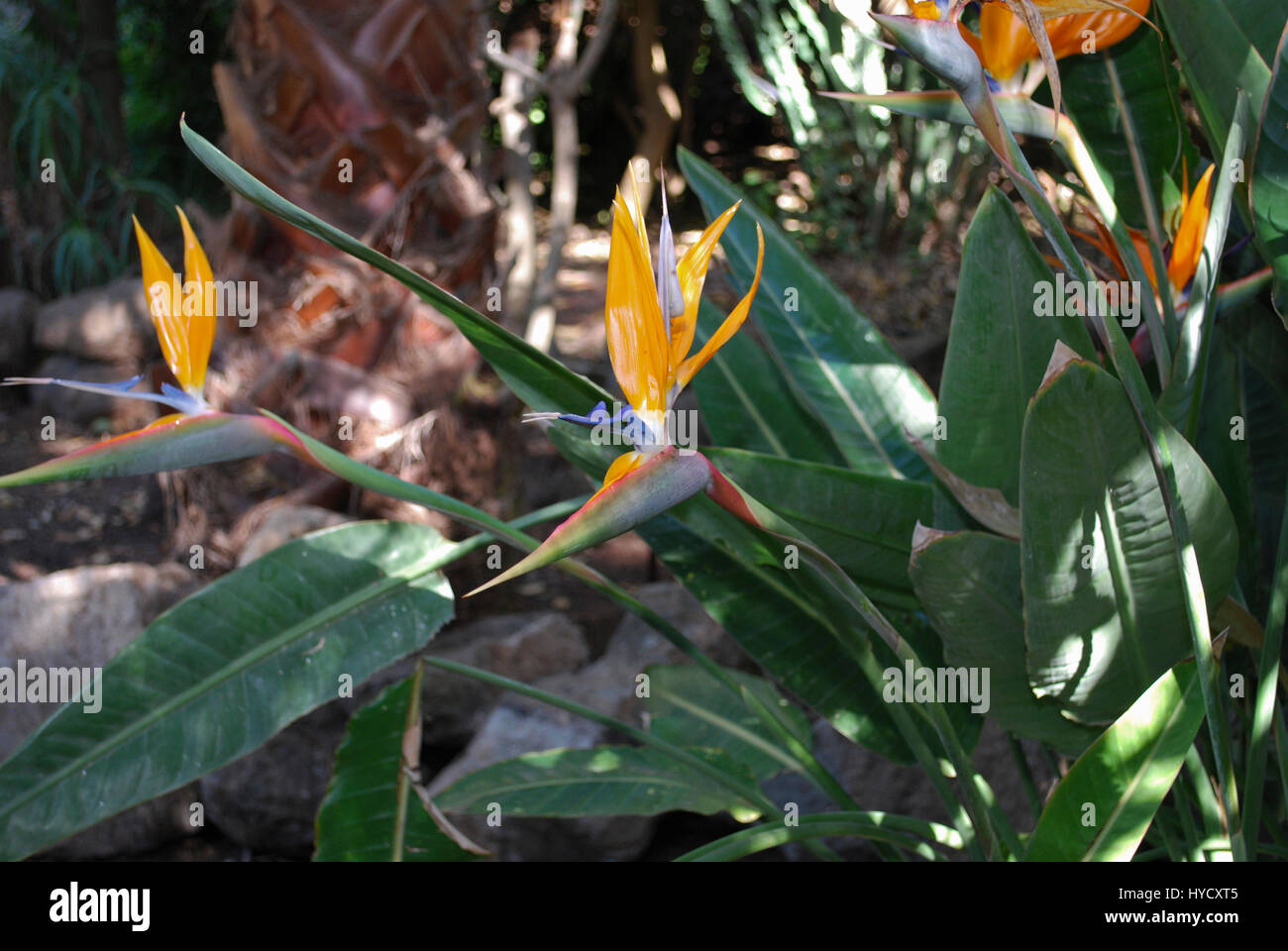 Strelitzia reginae (Bird of paradise) orange flowers Stock Photo - Alamy