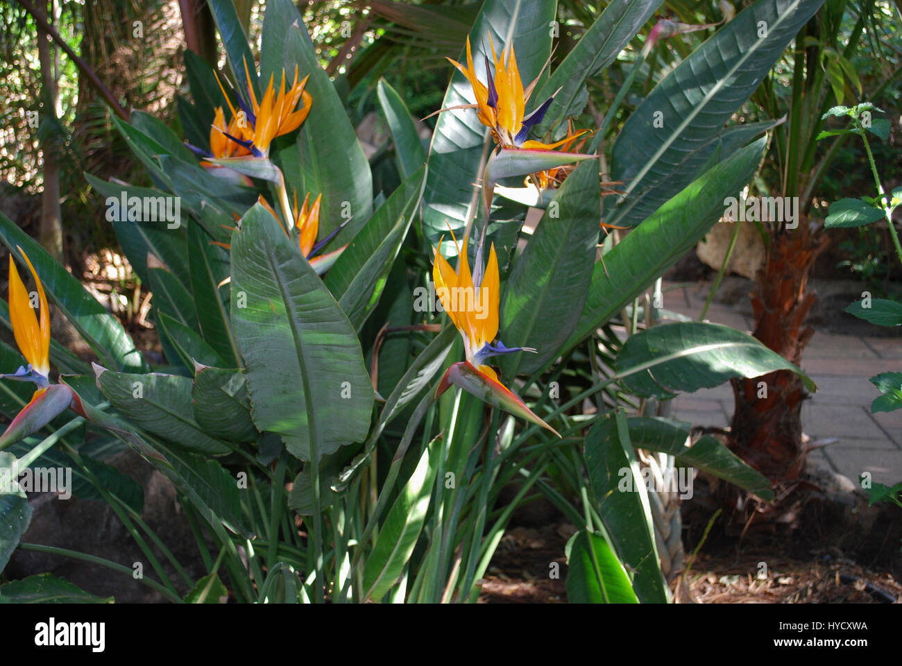 Strelitzia reginae (Bird of paradise) orange flowers Stock Photo - Alamy