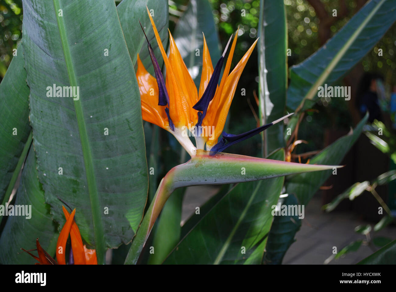 Strelitzia reginae (Bird of paradise) orange flowers Stock Photo - Alamy