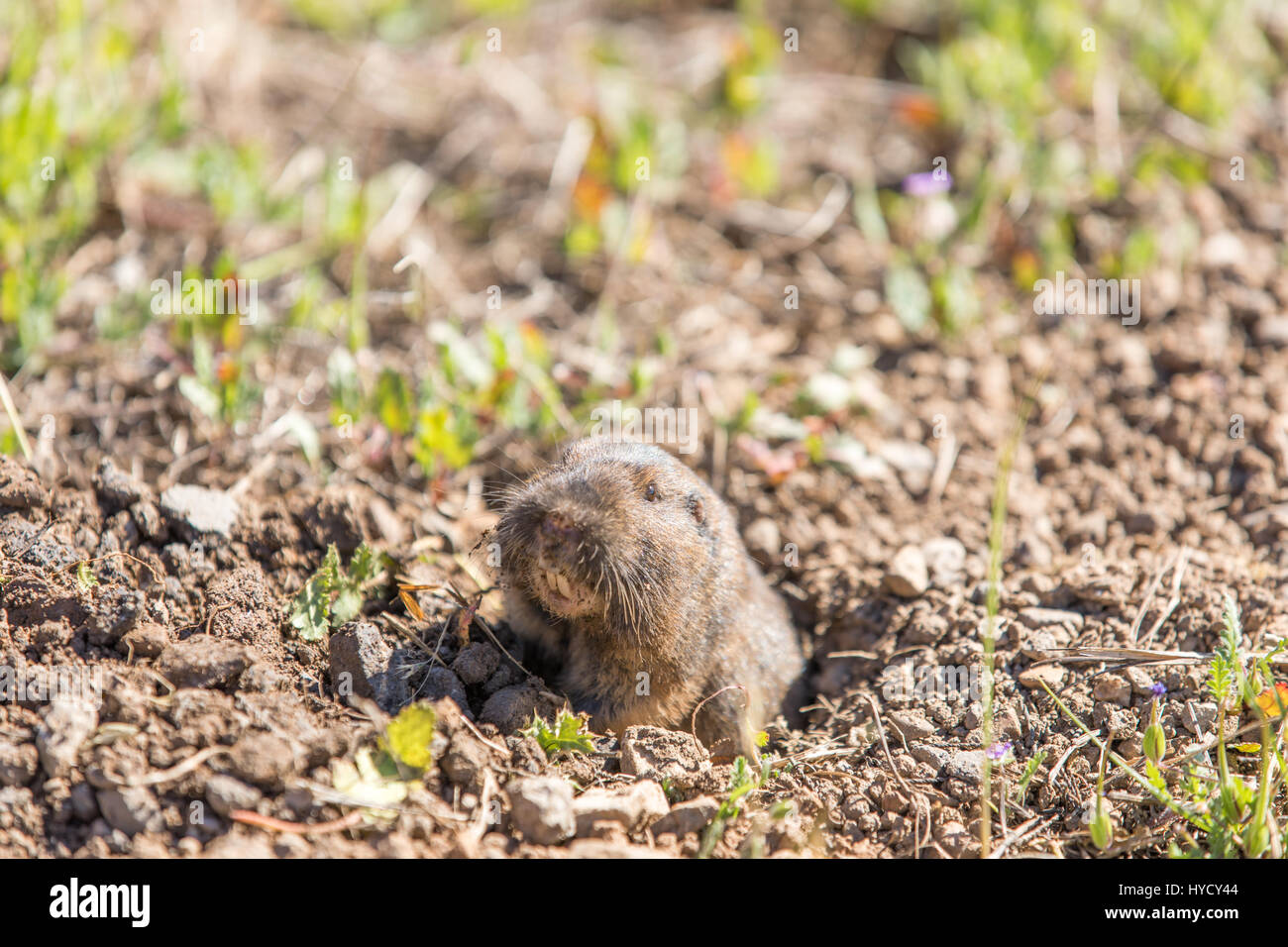 Botta's Pocket Gopher - Thomomys bottae, peeking out from its burrow ...