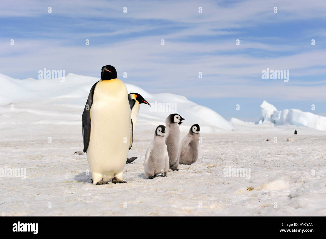 Emperor Penguins with chick Stock Photo - Alamy
