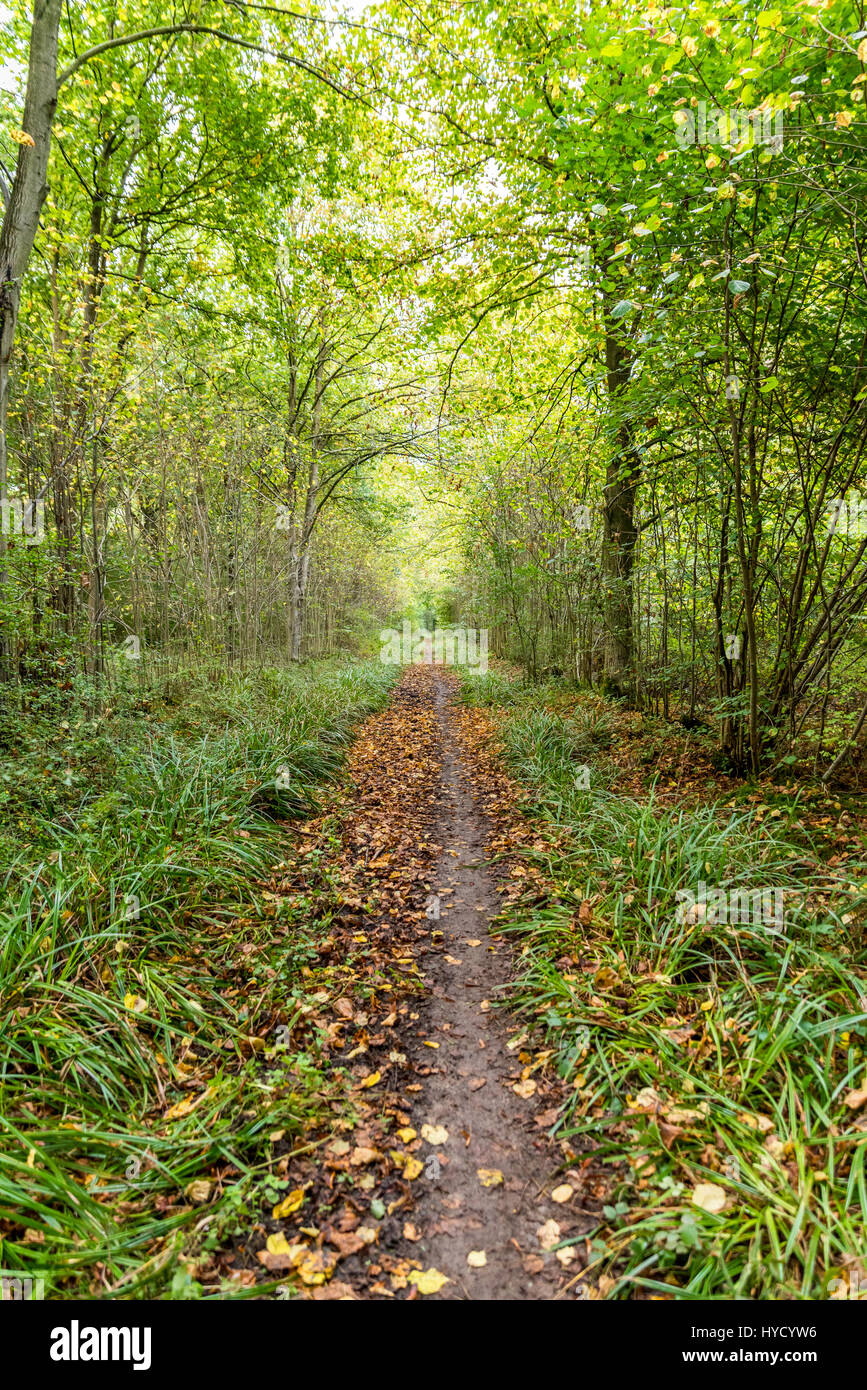 Morning view of empty forest path in autumn Stock Photo - Alamy
