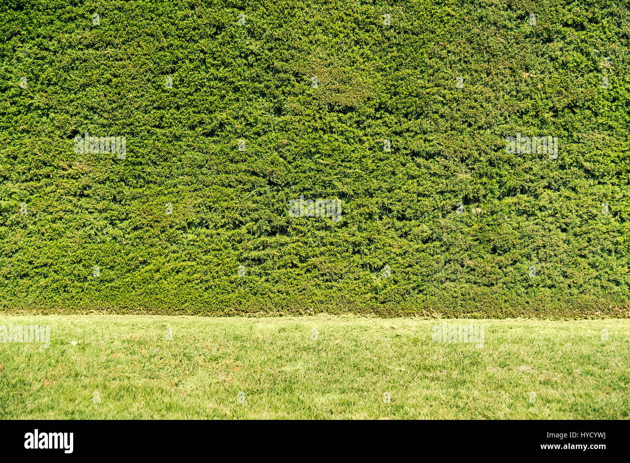 Bush seamless texture background hi-res stock photography and images ...