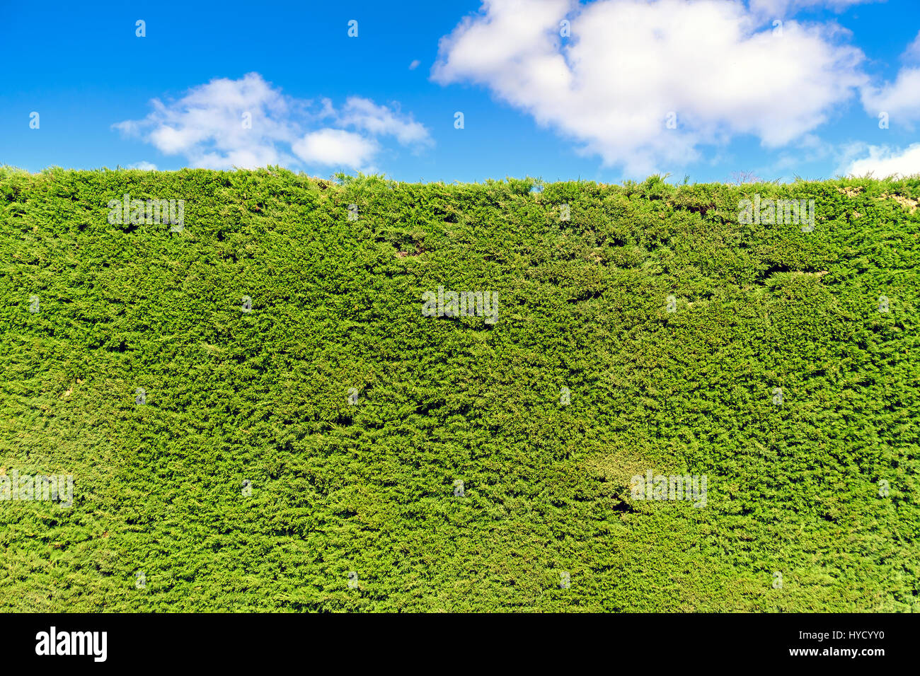 Green pine bush organic background straight plain cut Stock Photo - Alamy