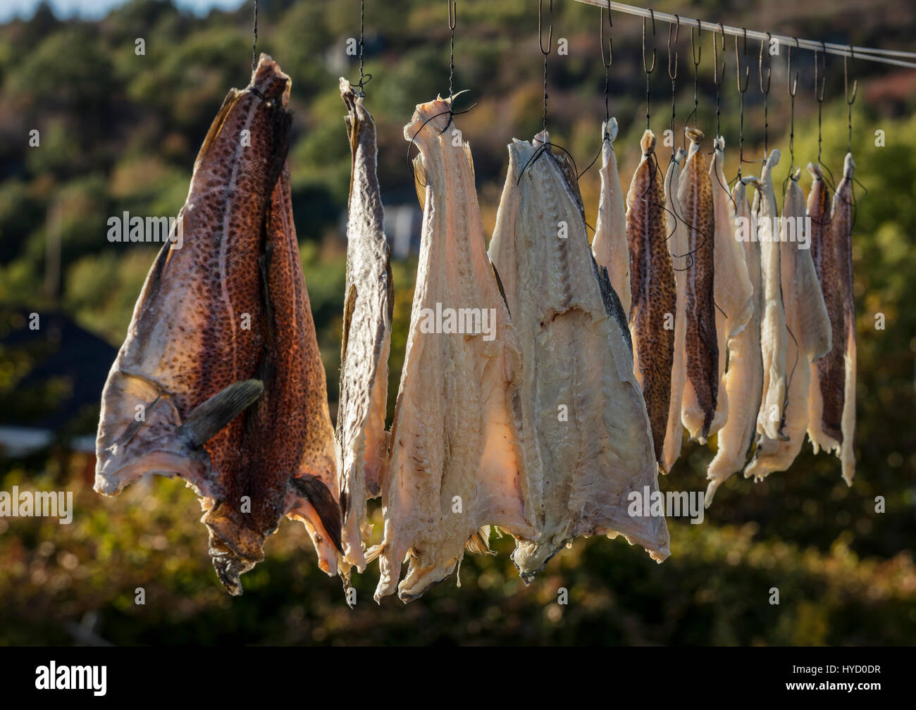 Newfoundland dried cod on line hi-res stock photography and images - Alamy