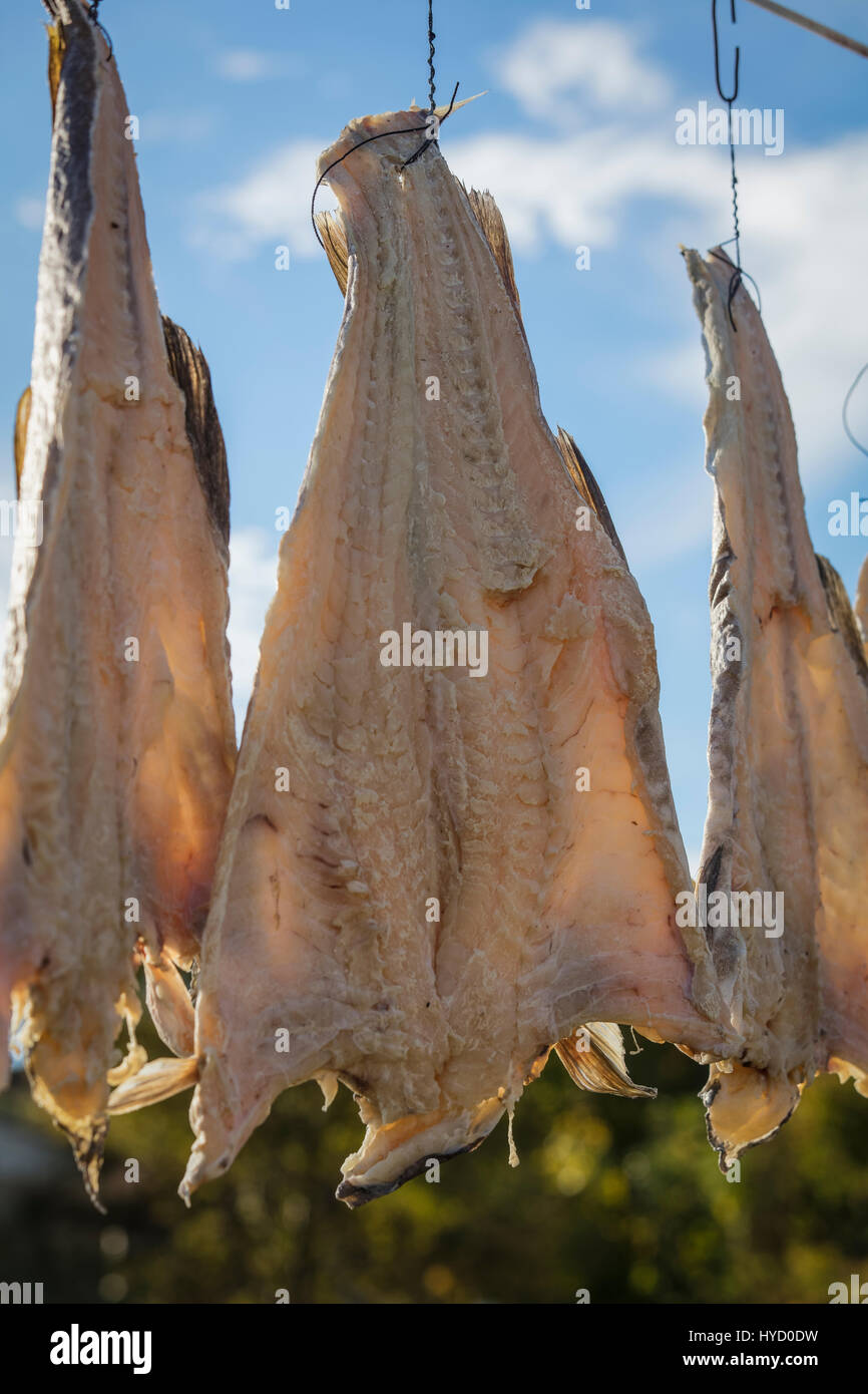 Three freshly caught codfish drying in the sun on a clothes line in ...