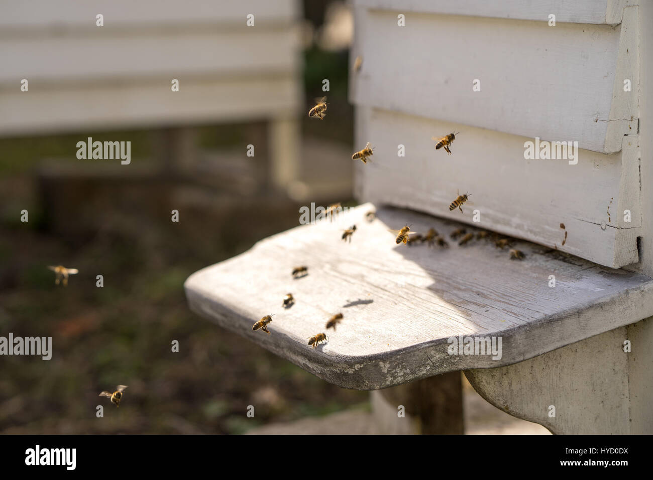 White Hives with a lively traffic of bees buzzing fly in and out of the ...