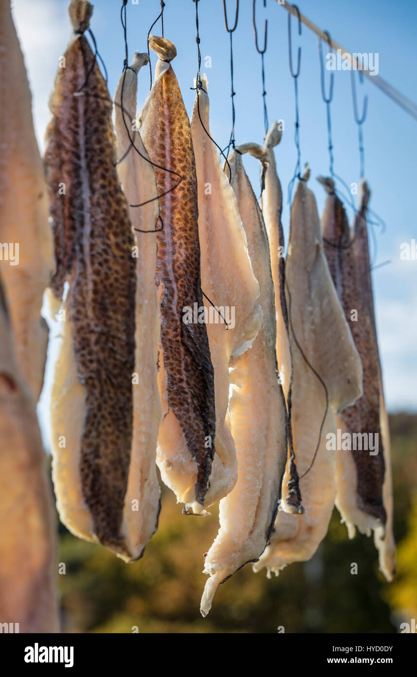 Cod fillets drying on a line in Newfoundland Canada Stock Photo - Alamy