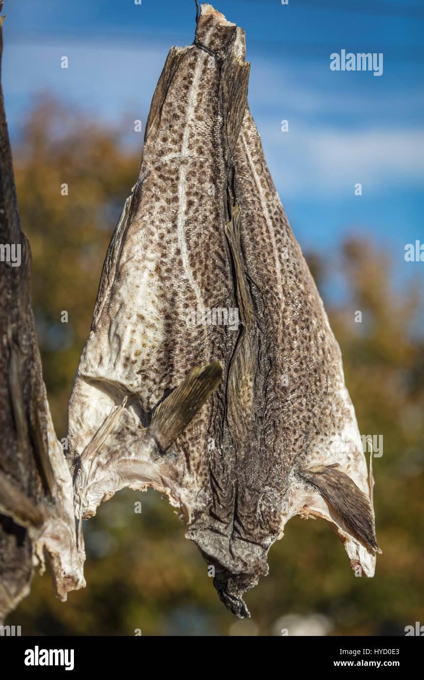 Freshly caught codfish drying out on a clothes line in Newfoundland ...