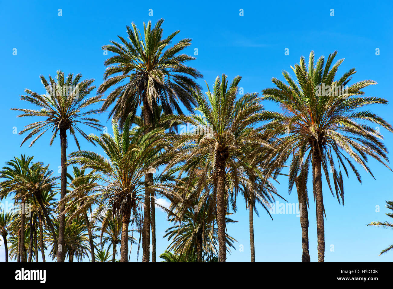 Lush palm trees hi-res stock photography and images - Alamy