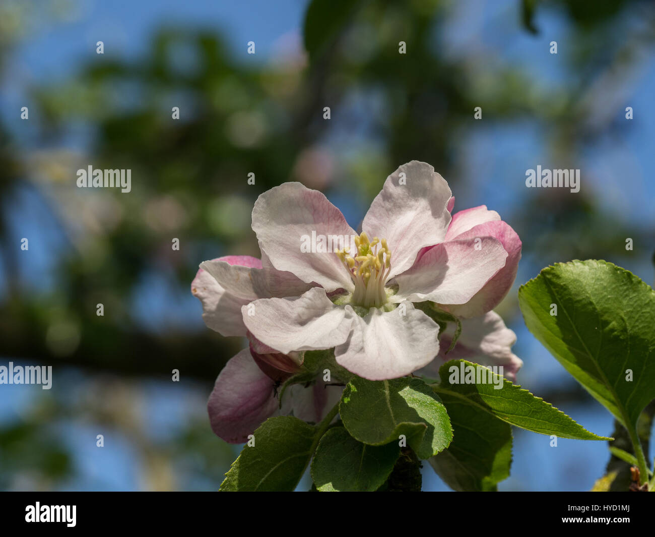 Bramley hi-res stock photography and images - Alamy