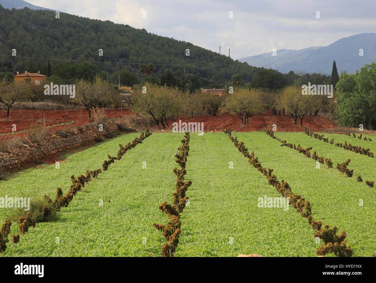 Valley farmland with red terra rosa soil, Lliber, Marina Alta, Alicante ...